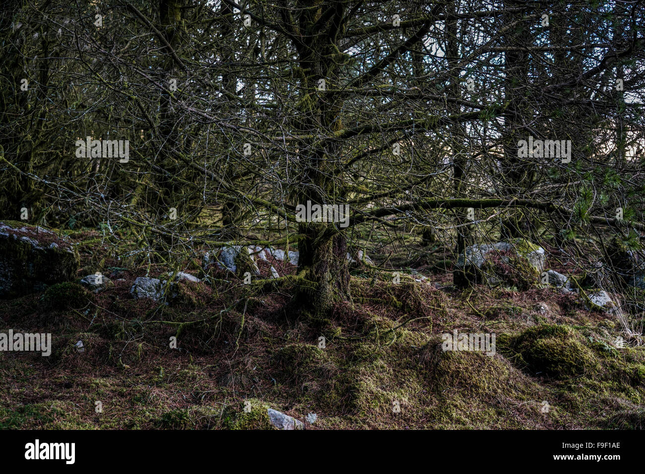 Closely growing dense forest in the Brecon Beacons, Wales Stock Photo ...