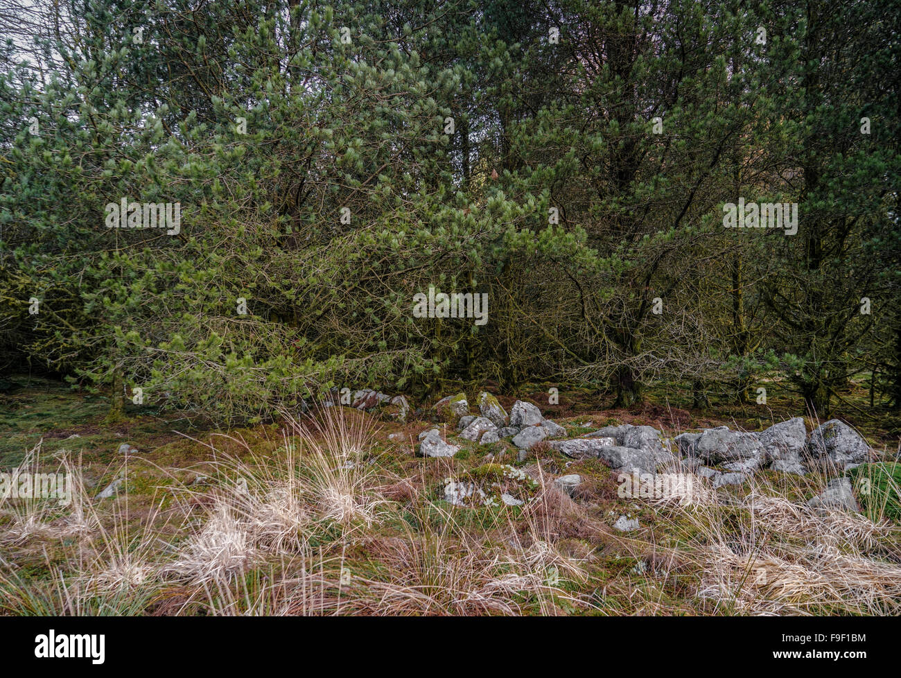 Closely growing dense forest in the Brecon Beacons, Wales Stock Photo ...