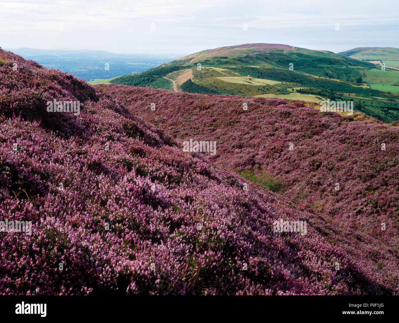 Moel Arthur hill fort. Looking north west over ramparts to Penycloddiau ...