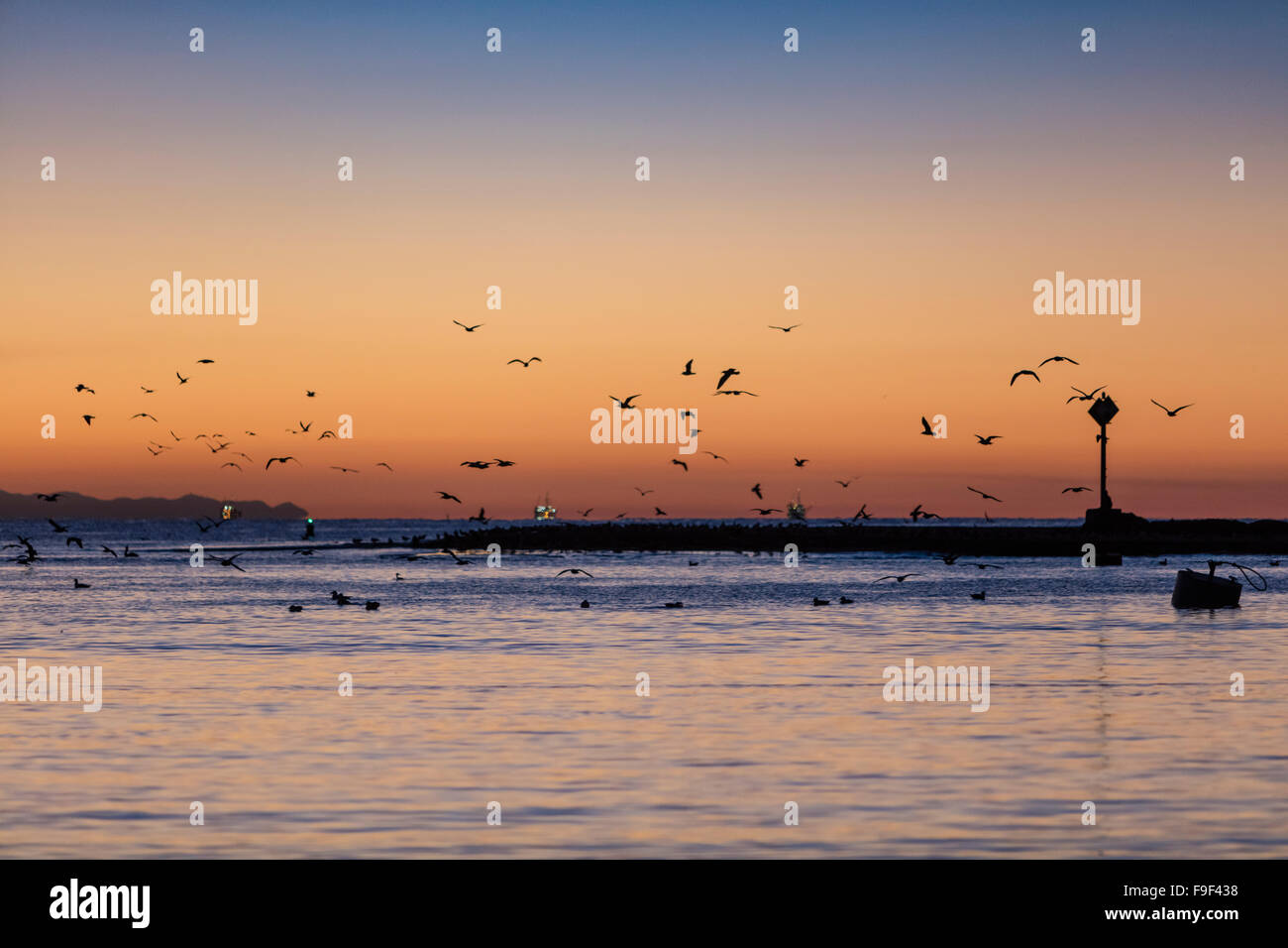 Santa barbara birds hi-res stock photography and images - Alamy