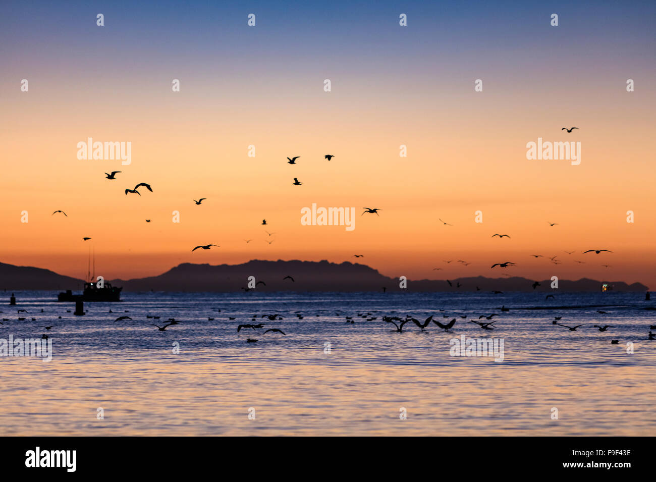 Santa barbara birds hi-res stock photography and images - Alamy