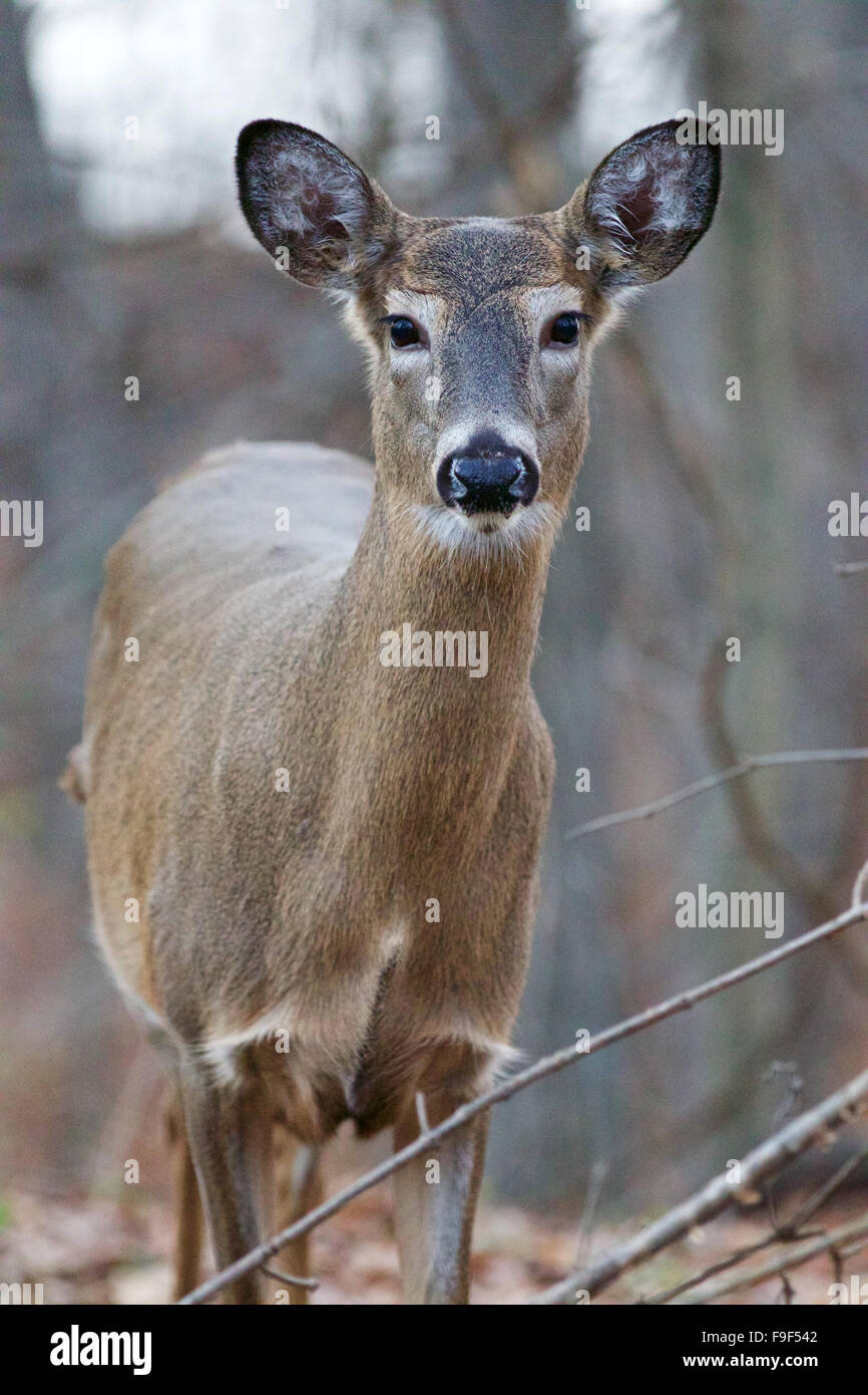 Close up beautiful wide hi-res stock photography and images - Alamy