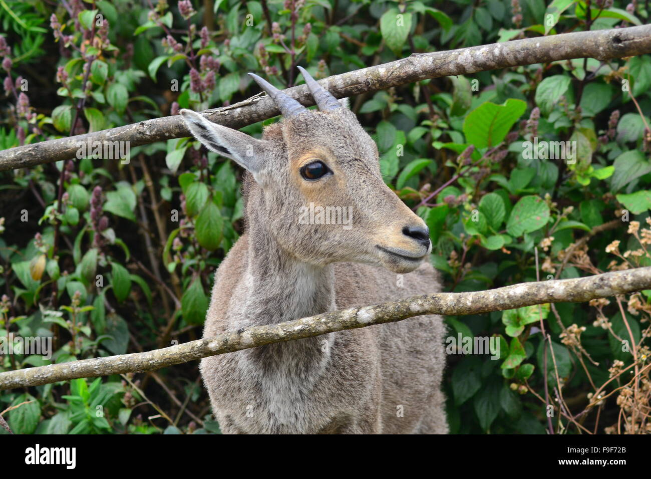 Varayadu hi-res stock photography and images - Alamy