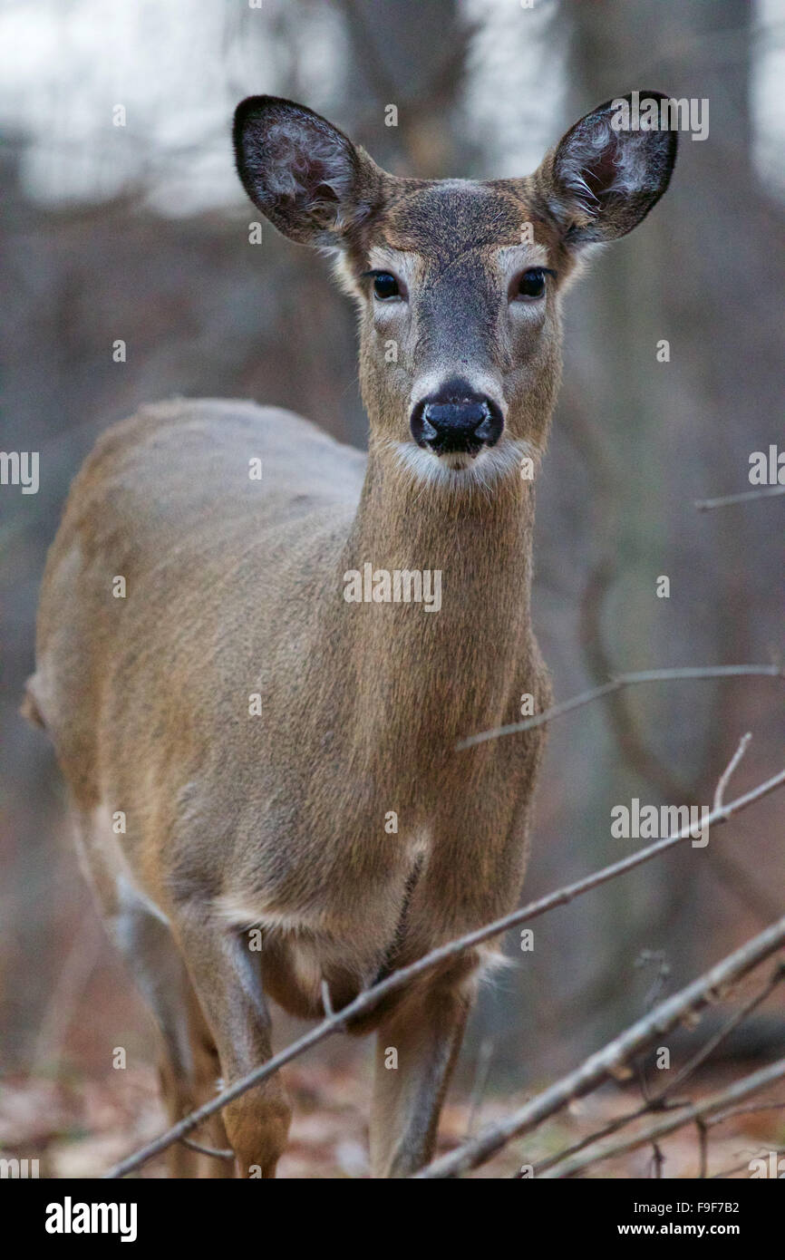 Nice image with a wild deer in the forest Stock Photo - Alamy