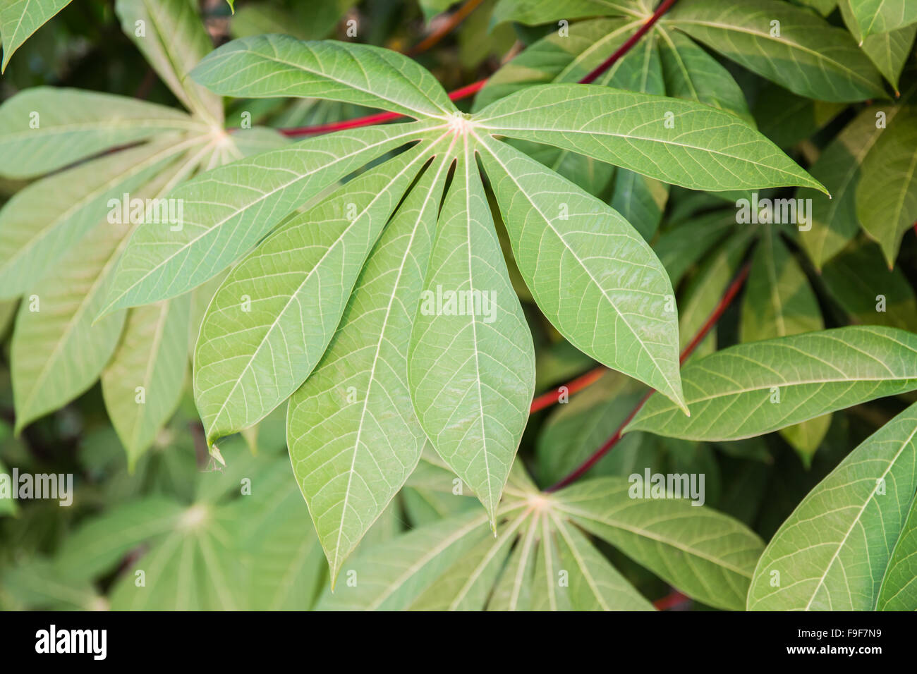 Close Up of Cassava or manioc plant leave in Thailand Stock Photo - Alamy