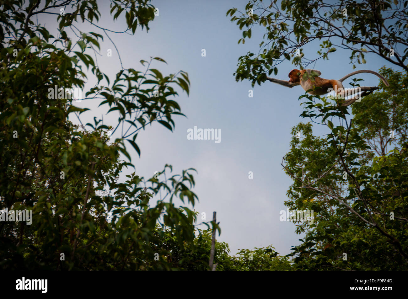 Monkey jumping from tree to tree hi-res stock photography and images ...