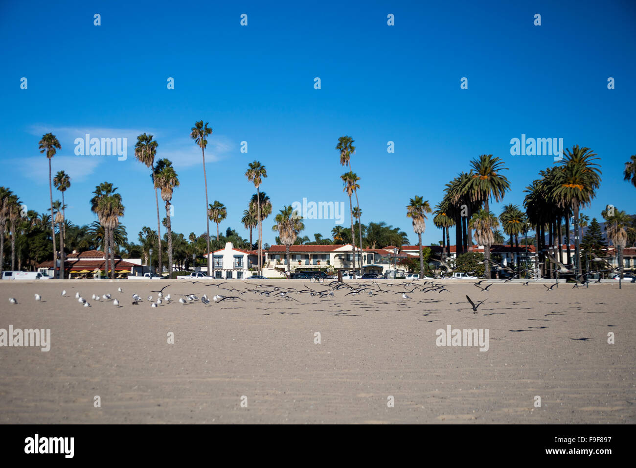 Sea birds on Santa Barbara beach, California, USA Stock Photo - Alamy