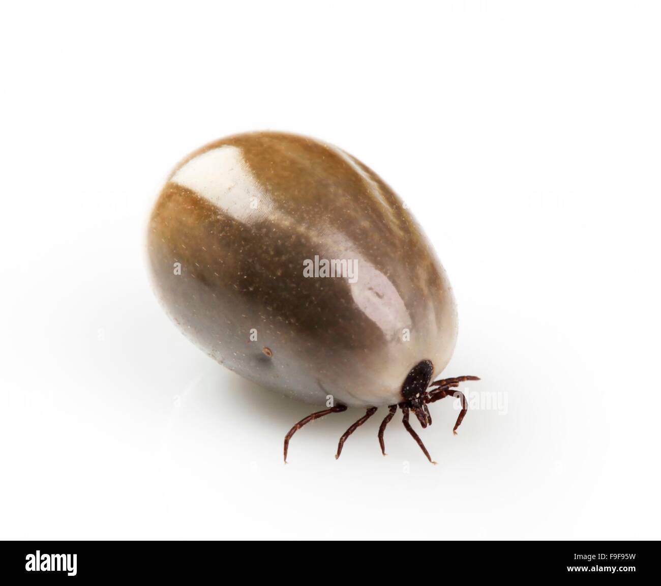 Fully fed blood-sucking tick Stock Photo - Alamy