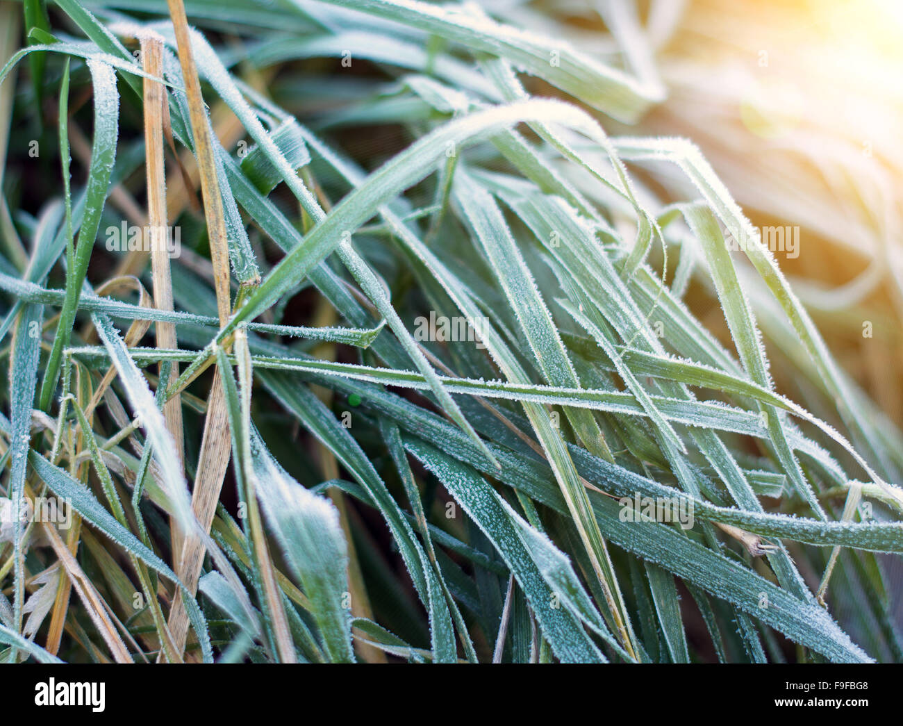 First ground frost. Grass covered with frost Stock Photo - Alamy