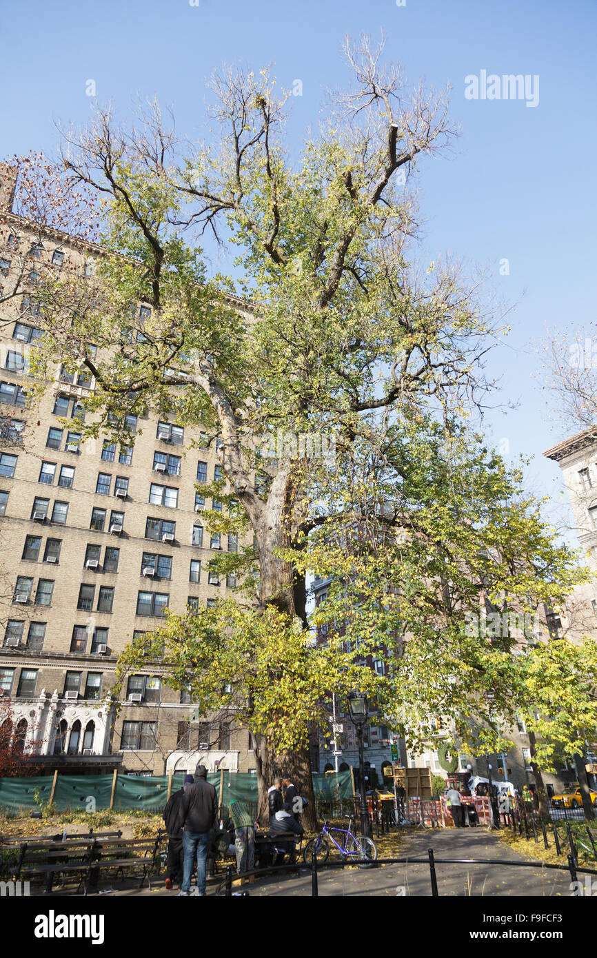 Hangmans tree hi-res stock photography and images - Alamy