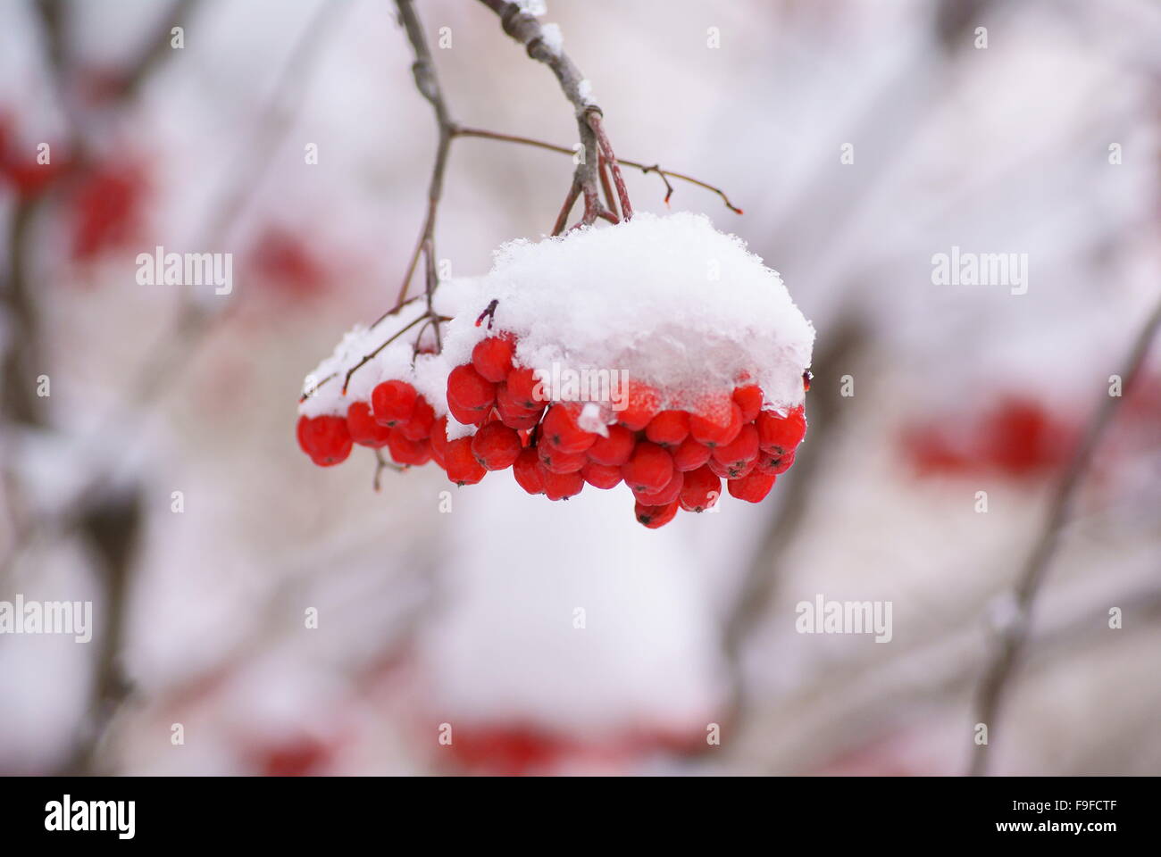 Winter berries snow hi-res stock photography and images - Alamy