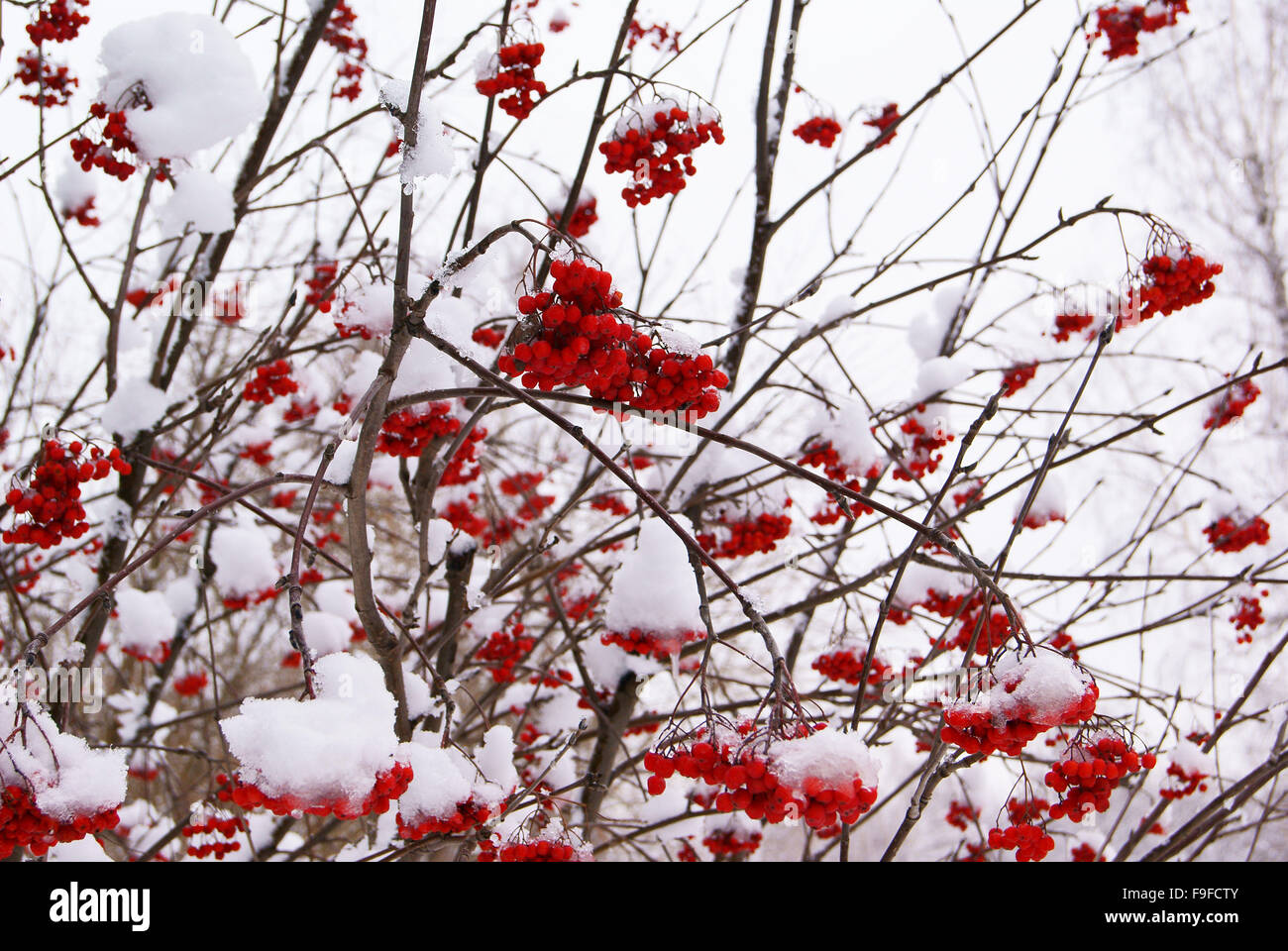 Rowan Snow High Resolution Stock Photography and Images - Alamy