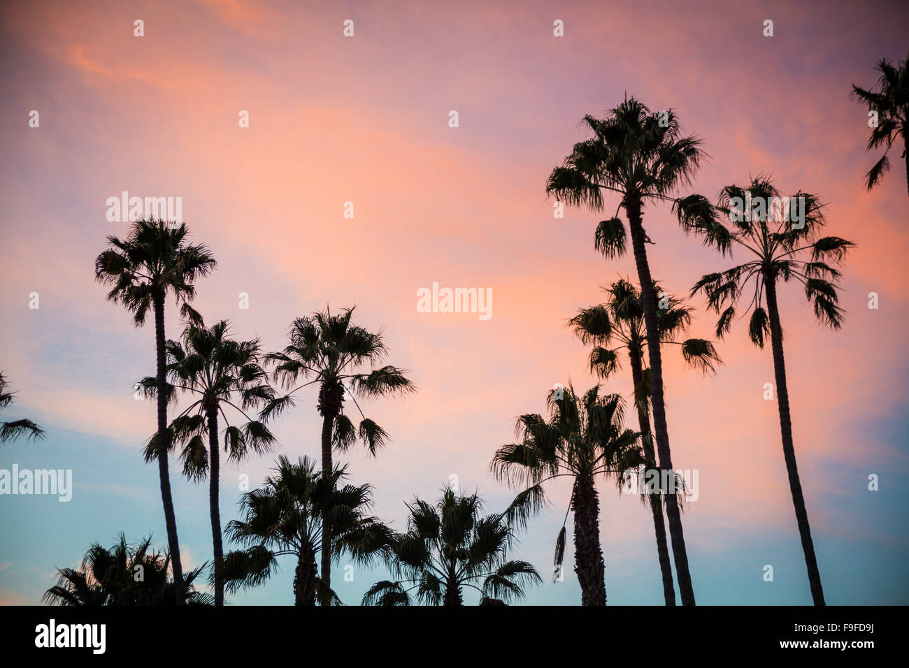 Palm trees at sunset, Santa Barbara beach, California, USA Stock Photo ...