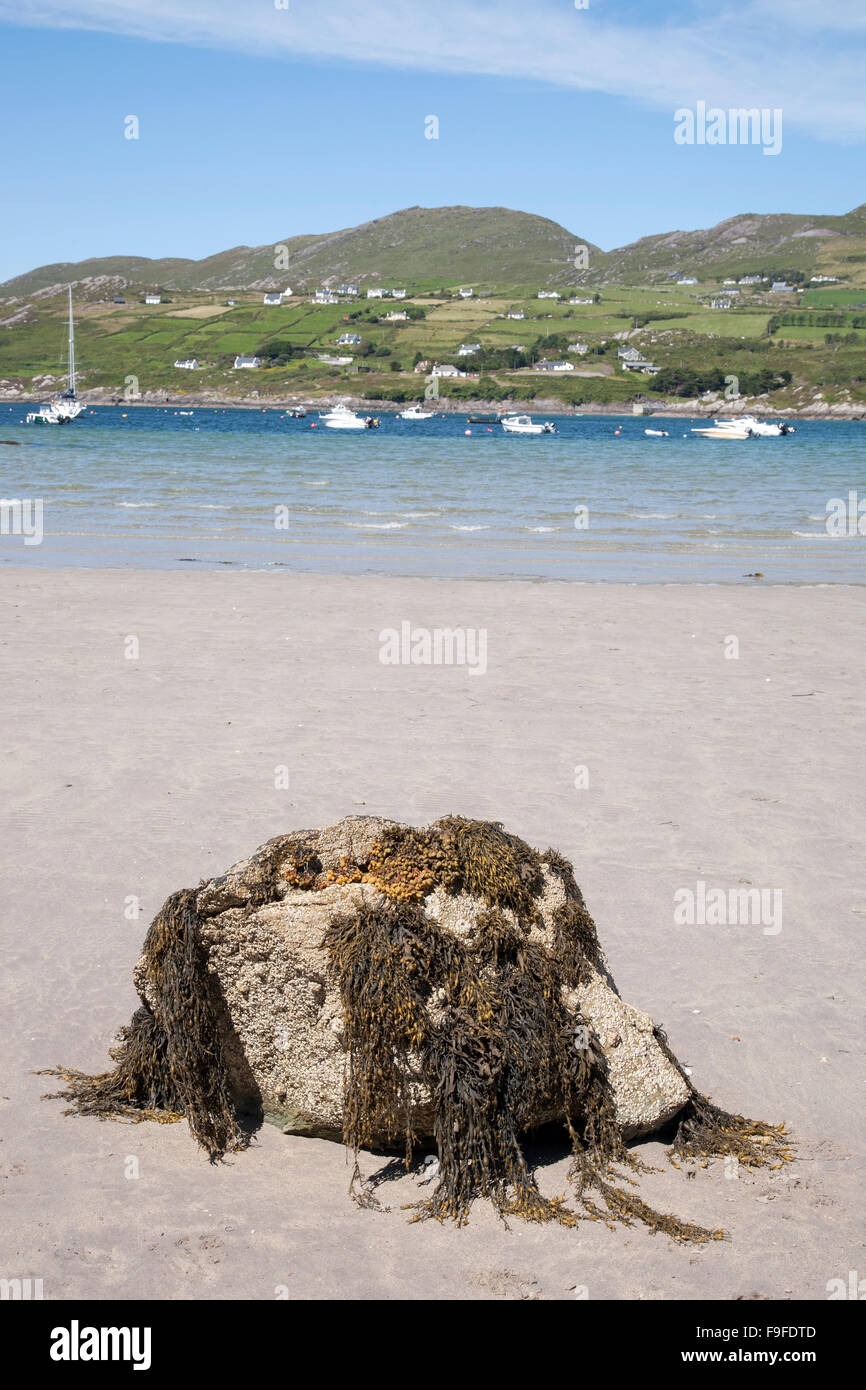 Derrymore Bay Beach; County Kerry; Ireland Stock Photo - Alamy