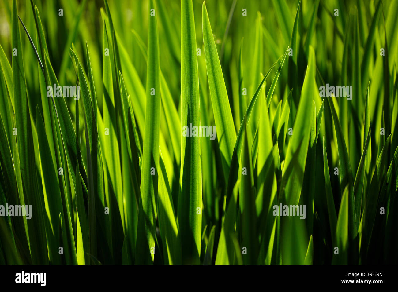 Reed grass hi-res stock photography and images - Alamy
