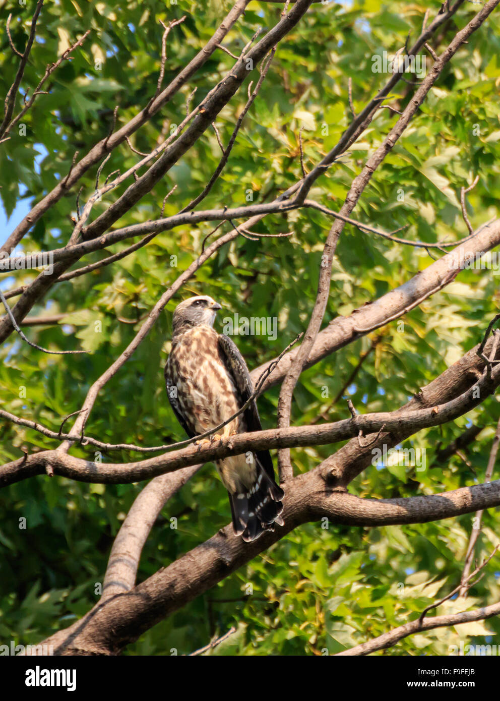 Young Mississippi Kite perched in a tree Stock Photo - Alamy