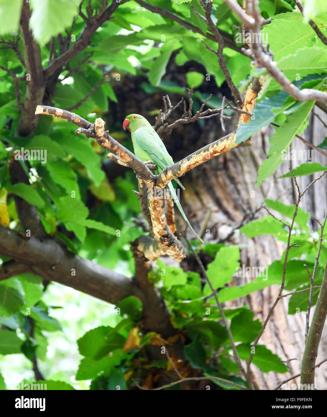 Ring tailed parakeet hi-res stock photography and images - Alamy