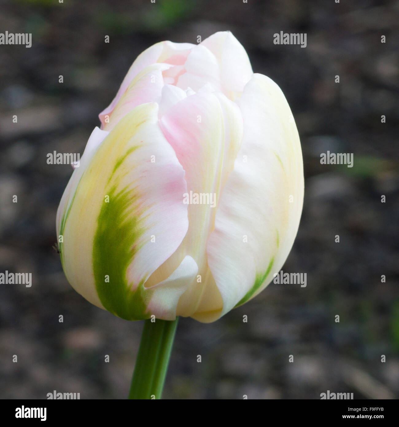 Angelique Flower Stock Photos & Angelique Flower Stock Images - Alamy