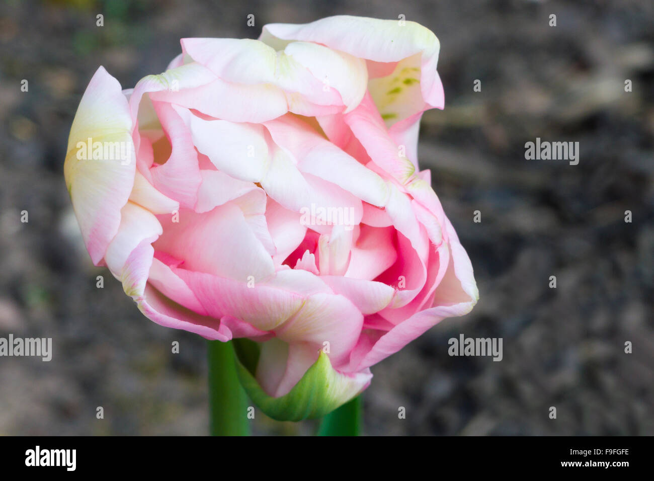 Double Tulip Flower Cultivar 'Angelique' Stock Photo - Alamy