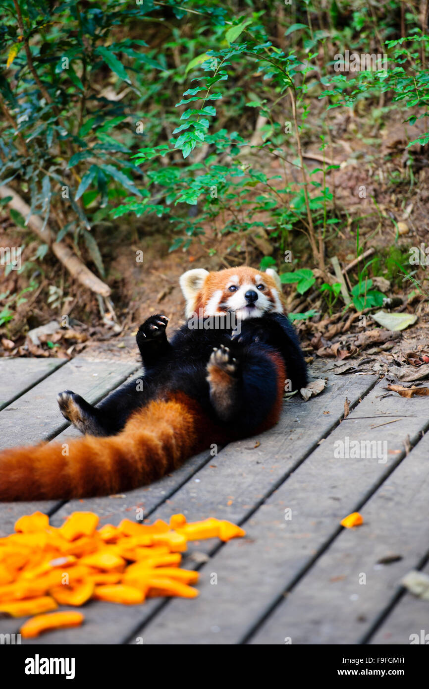 Artificial insemination panda hi-res stock photography and images - Alamy