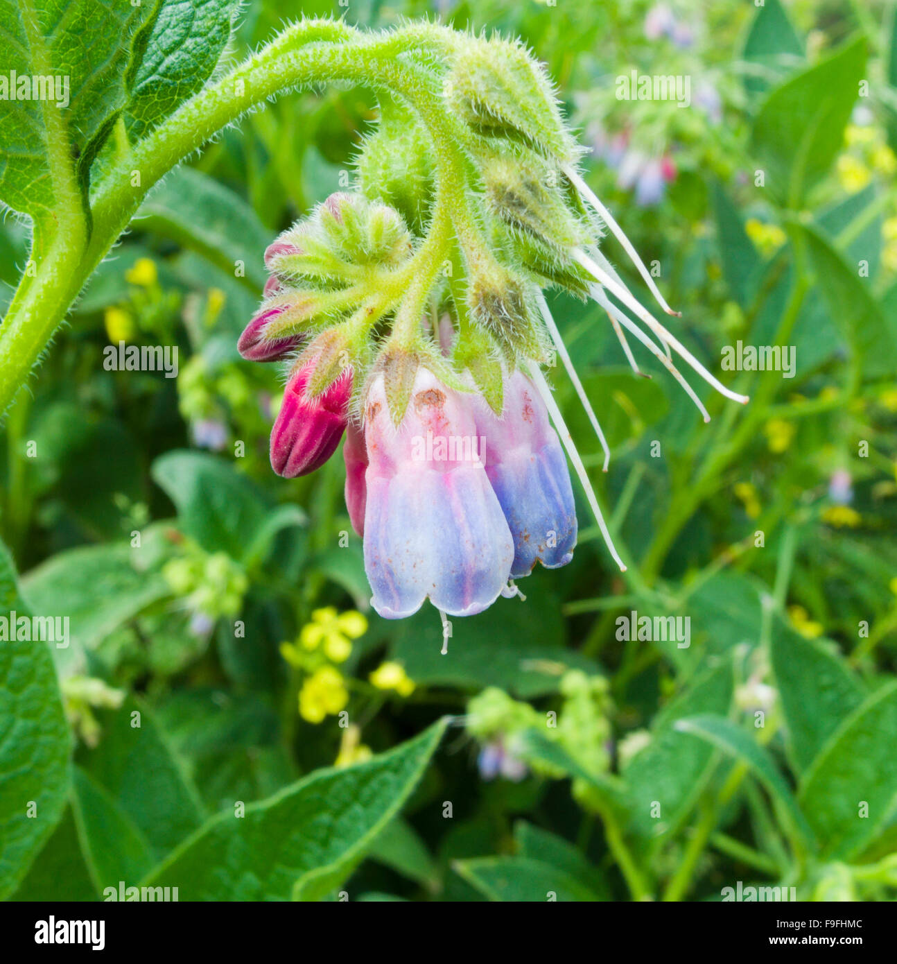 Comfrey species symphytum officinale hi-res stock photography and images - Alamy