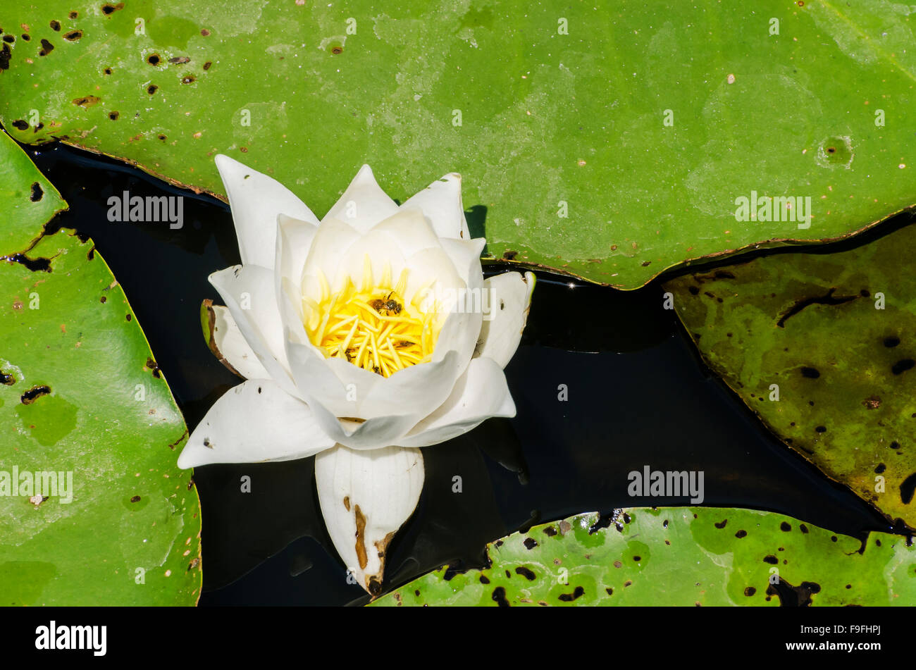 White lotus hi-res stock photography and images - Alamy