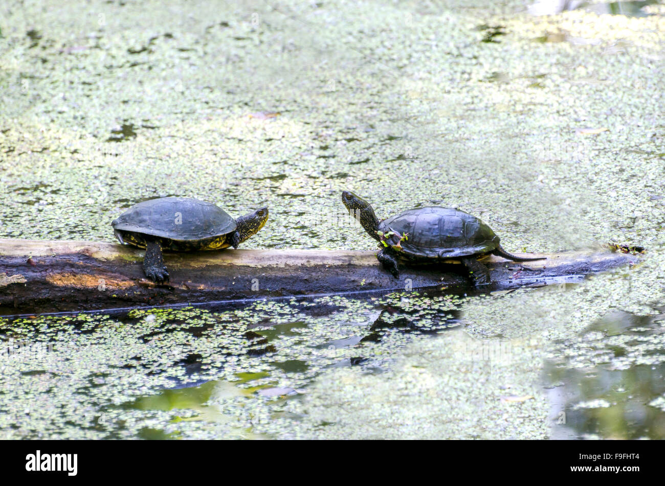 Turtle lake hi-res stock photography and images - Alamy