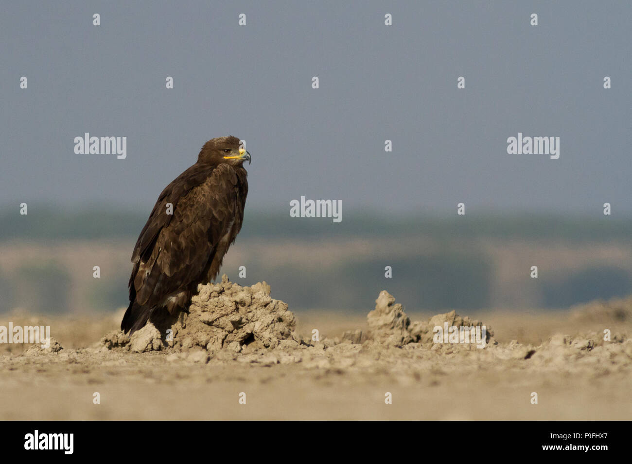 Steppe Eagle - Aquila nipalensis Stock Photo - Alamy