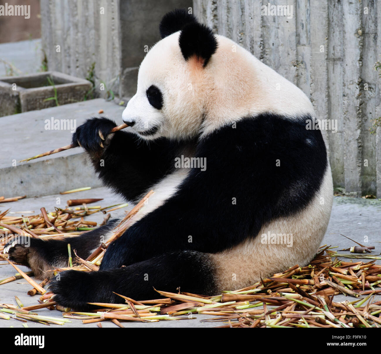 Artificial insemination panda hi-res stock photography and images - Alamy
