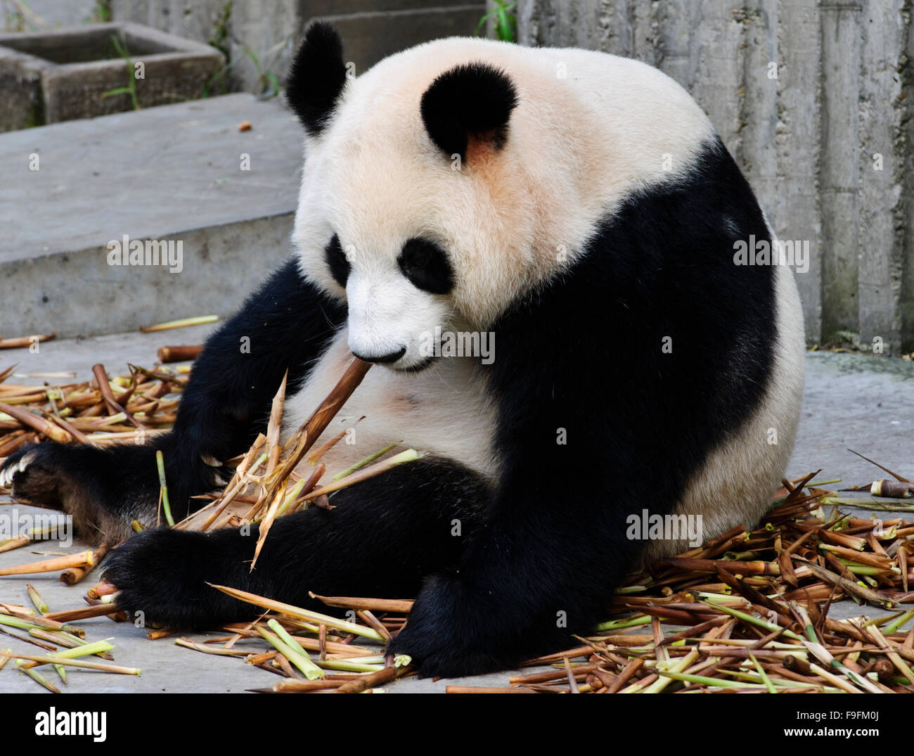 Pandas,The Chengdu Panda Breeding Research Centre,Chengdu,Sichuan ...