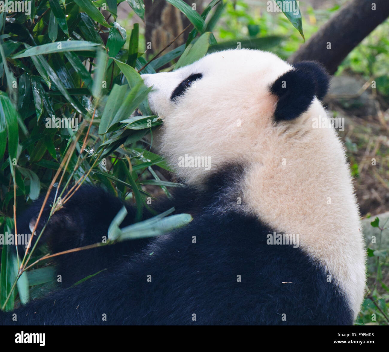 Artificial insemination panda hi-res stock photography and images - Alamy