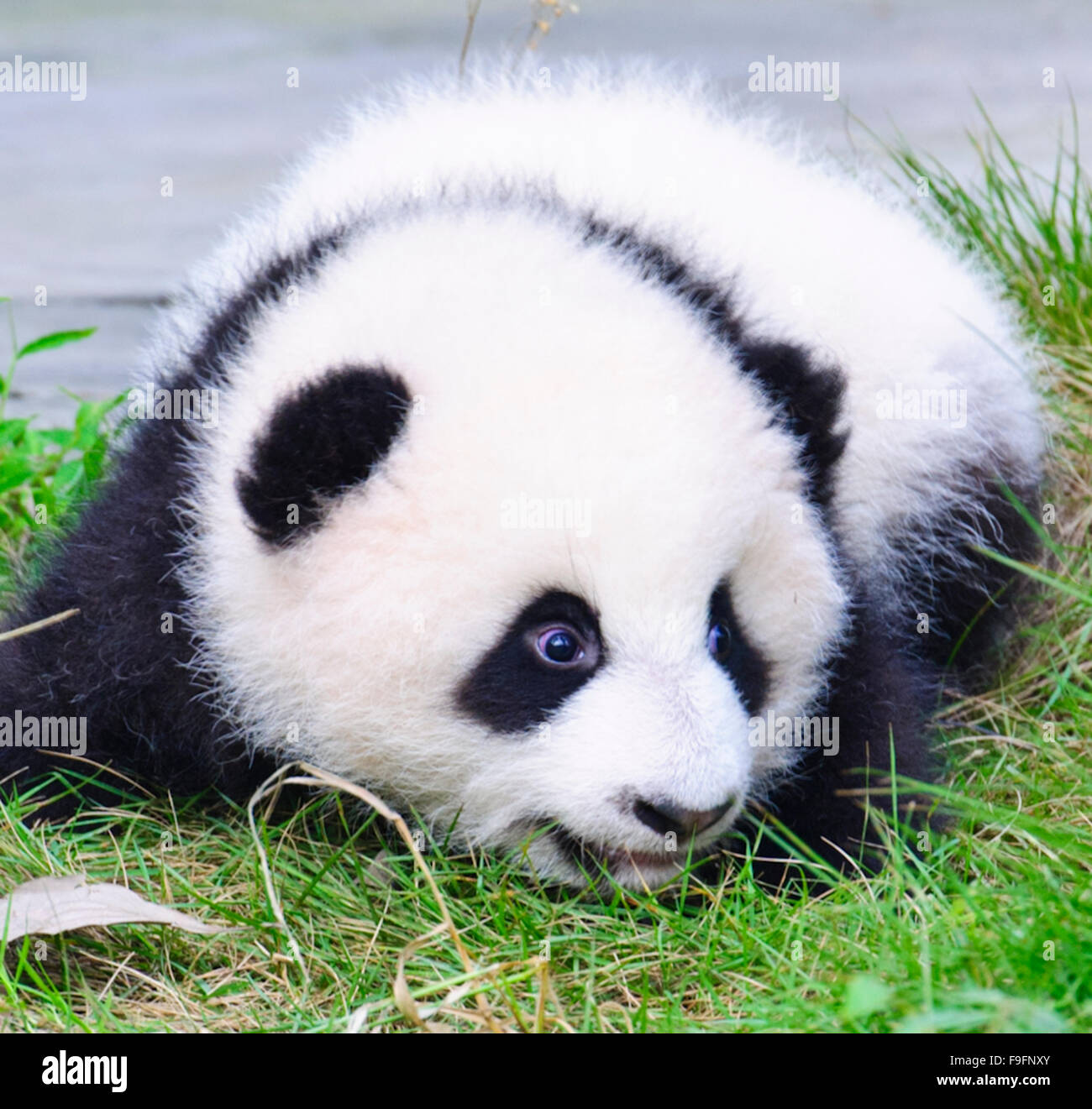 Artificial insemination panda hi-res stock photography and images - Alamy