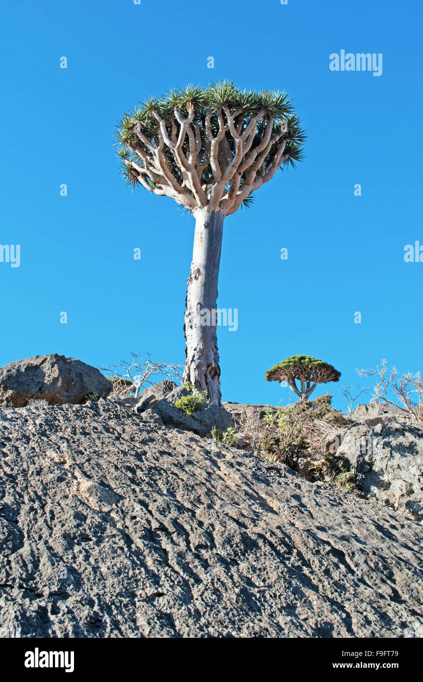 Socotra island plants hi-res stock photography and images - Alamy