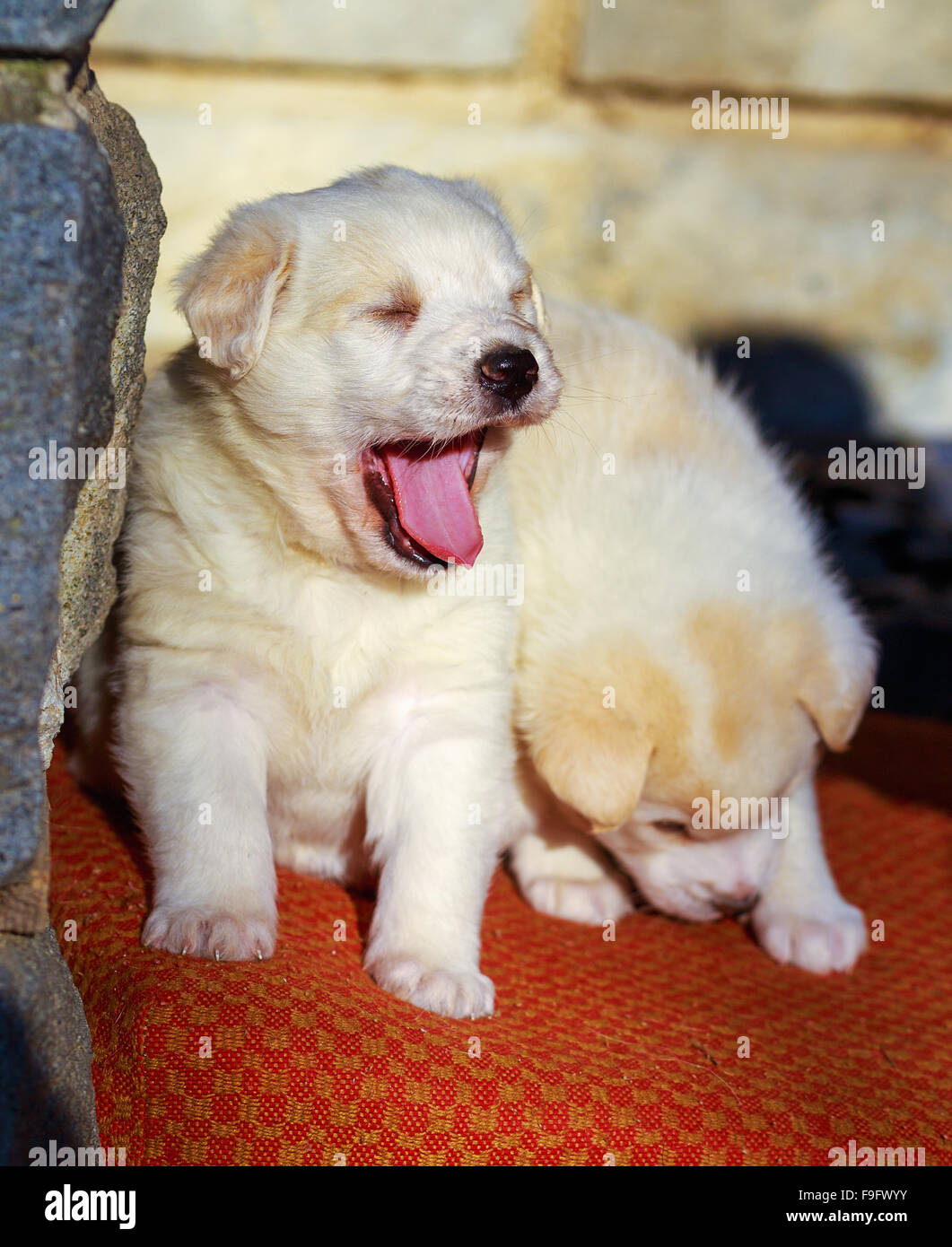 White shepperd hi-res stock photography and images - Alamy