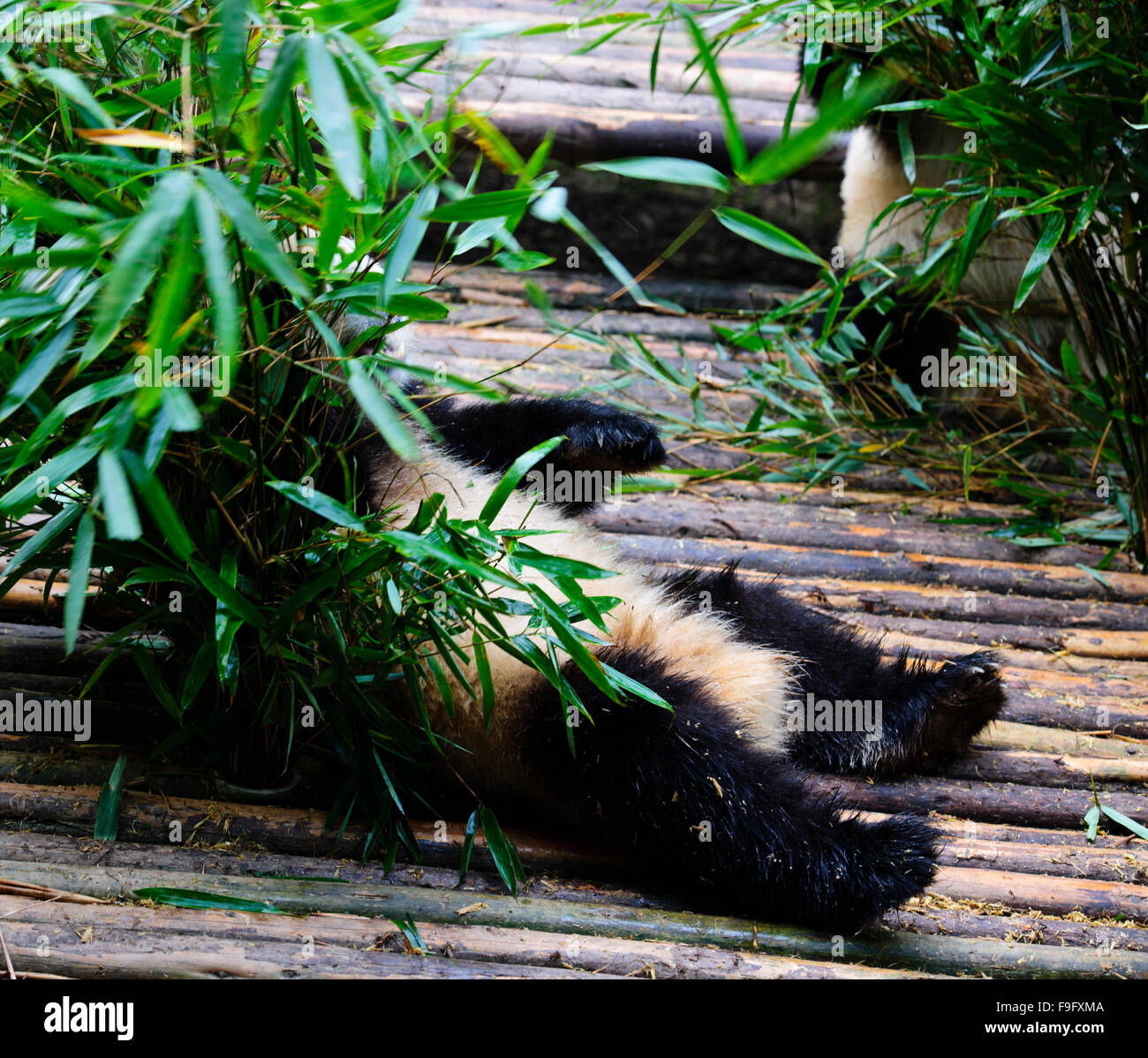 Pandas,The Chengdu Panda Breeding Research Centre,Chengdu,Sichuan ...