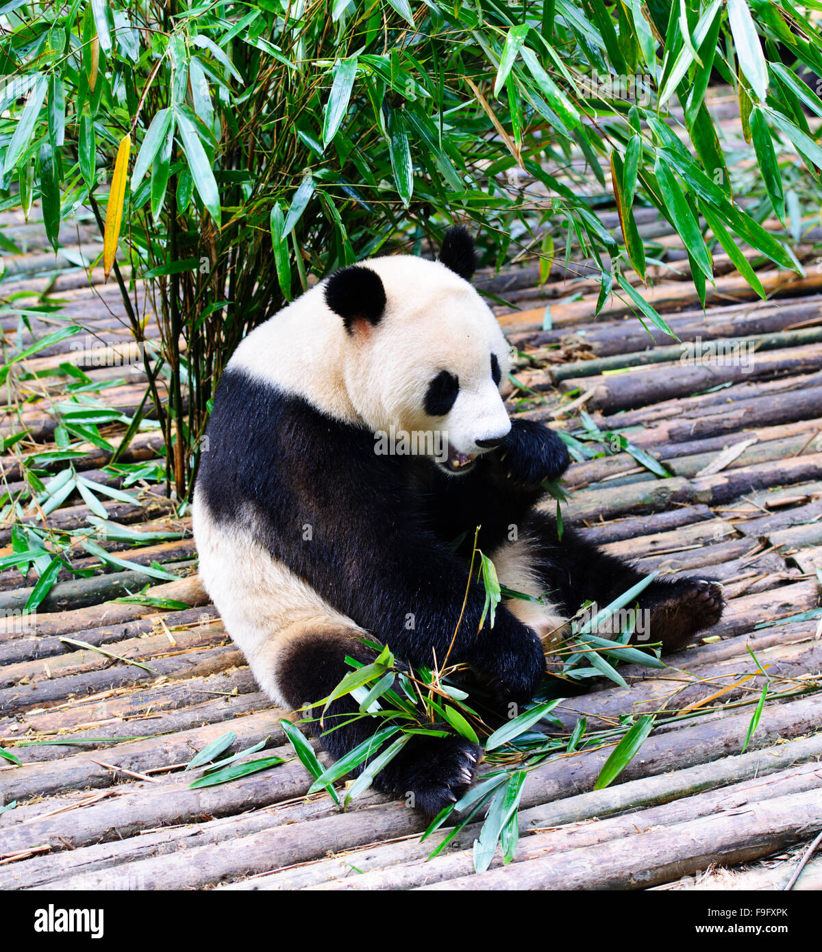 Artificial insemination panda hi-res stock photography and images - Alamy