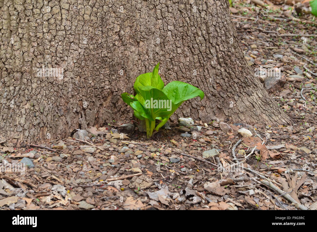 Skunk tree hi-res stock photography and images - Alamy