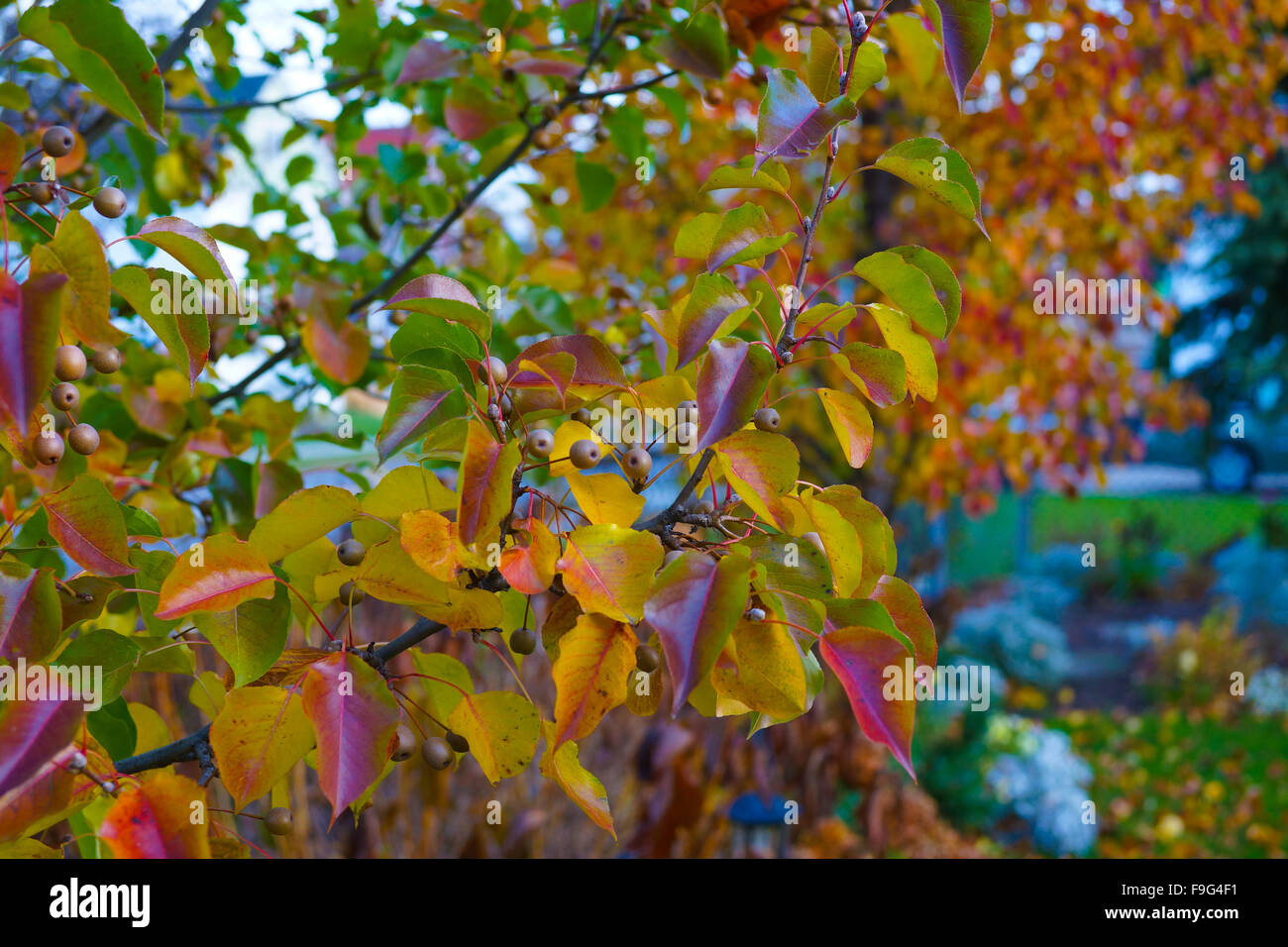 Callery pear hi-res stock photography and images - Alamy