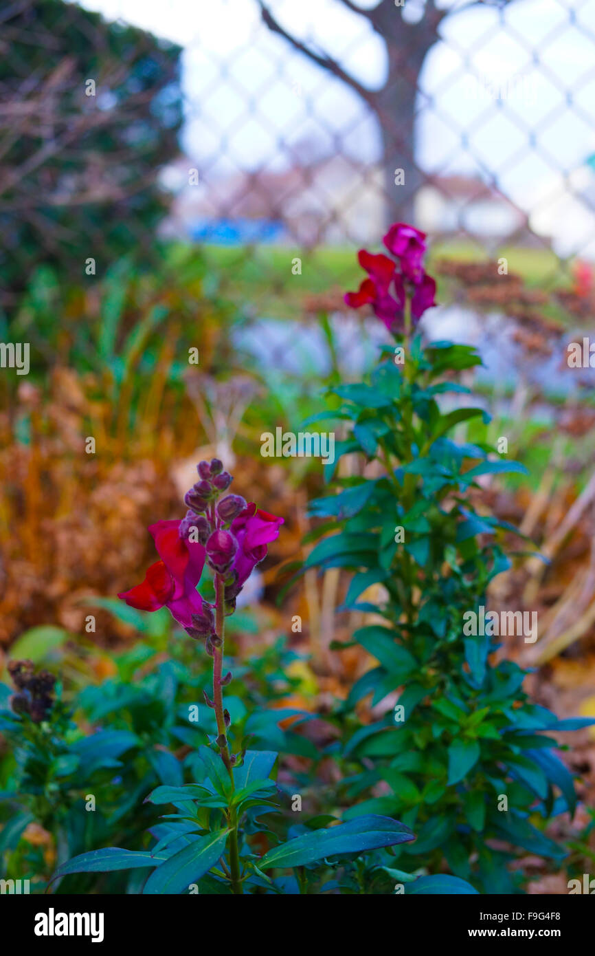 Snapdragons Antirrhinum High Resolution Stock Photography and Images ...