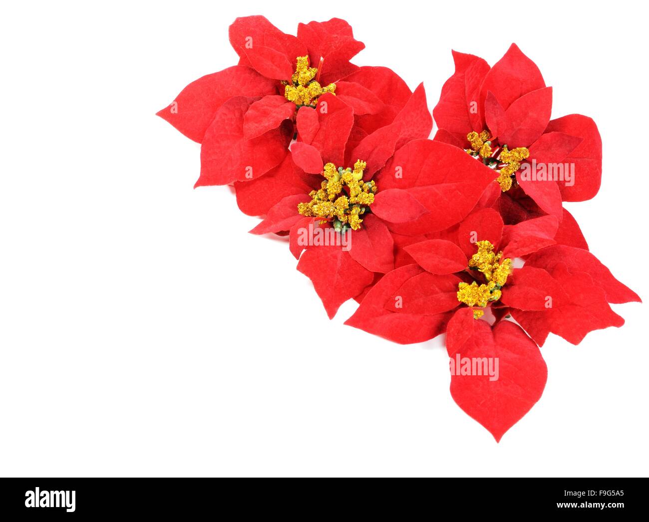 Poinsettias flower hi-res stock photography and images - Alamy