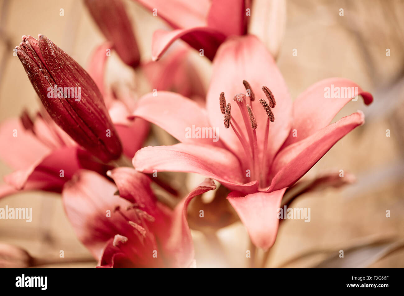 Sepia fine art flower hi-res stock photography and images - Alamy