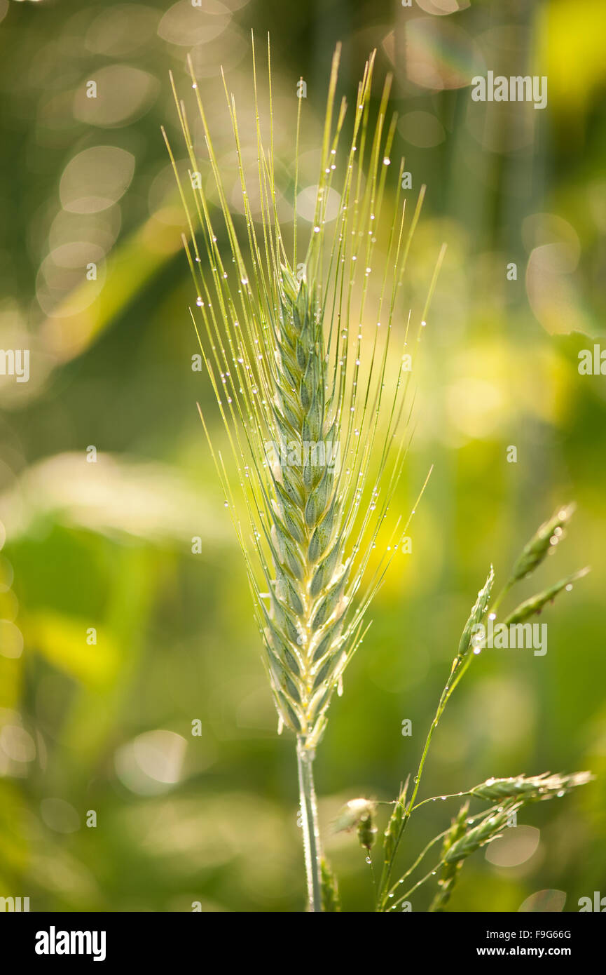 Rye plant hi-res stock photography and images - Alamy