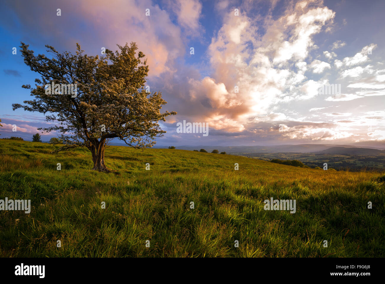 Hawthorn tree hi-res stock photography and images - Alamy