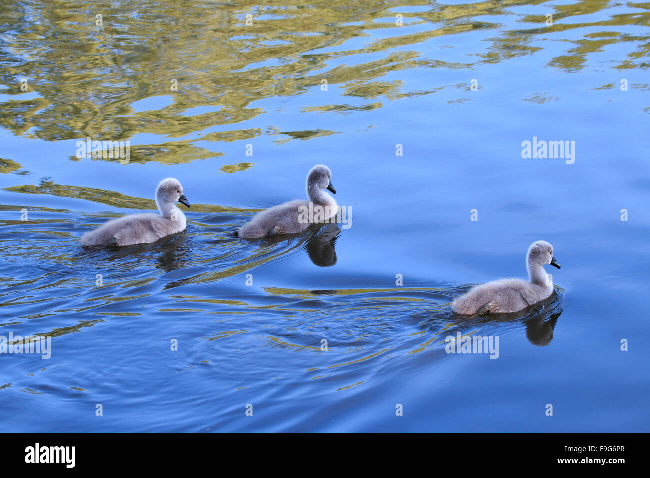 Cute signets hi-res stock photography and images - Alamy