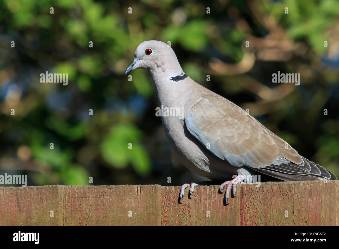 Collared Dove sunlit on UK garden fence Stock Photo - Alamy