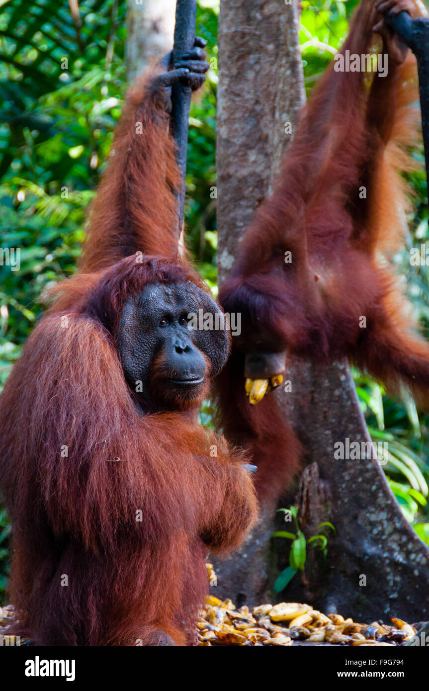 two Orangutan hanging on a tree in the jungle, Indonesia Stock Photo ...