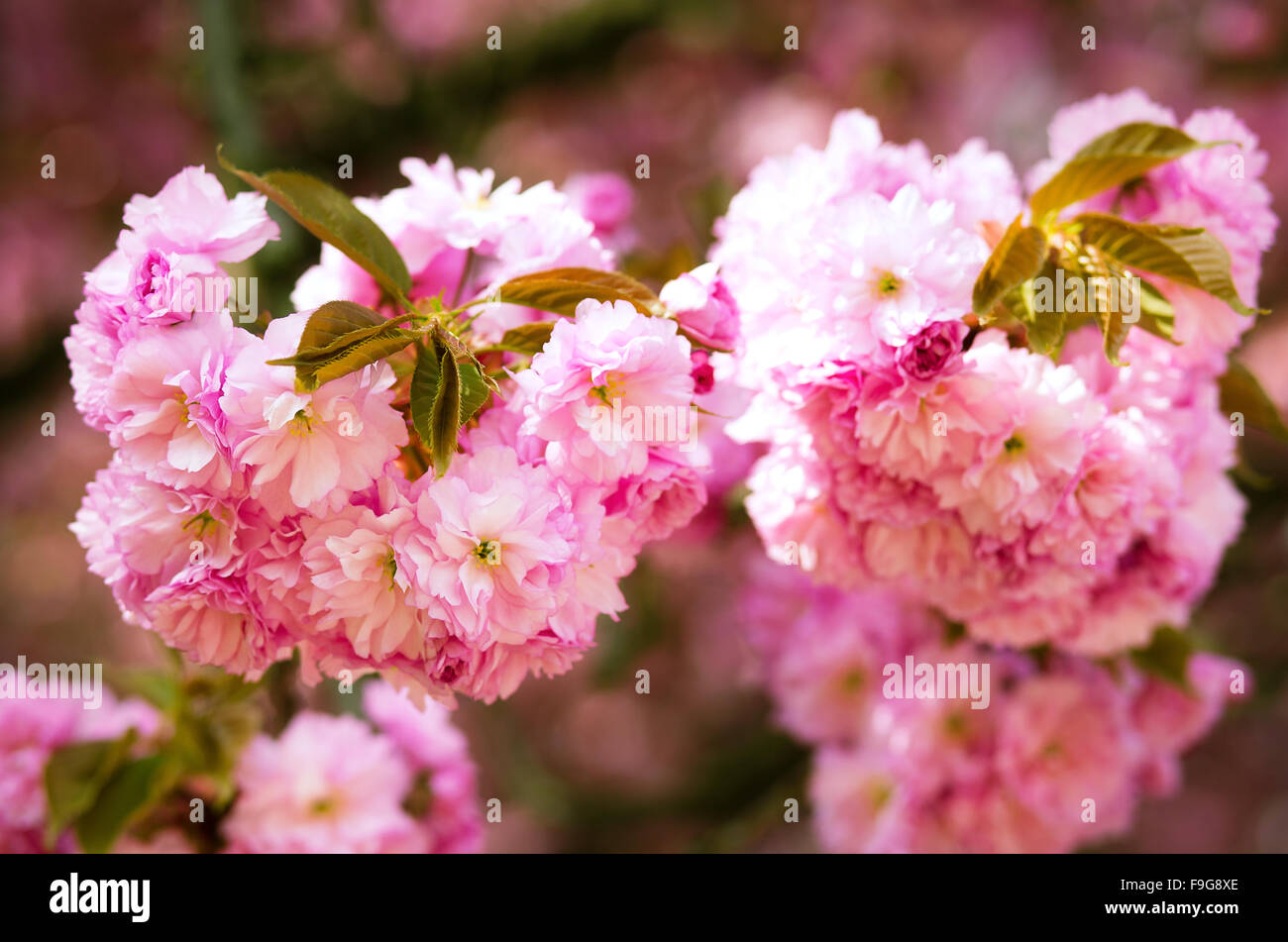 Pink Sakura flower blooming Stock Photo - Alamy