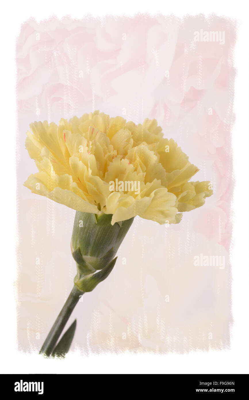 Carnation texture hi-res stock photography and images - Alamy