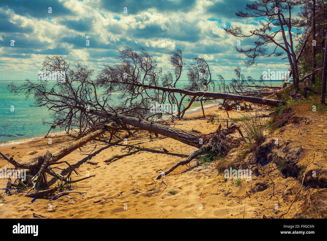 Fallen pine tree hi-res stock photography and images - Alamy