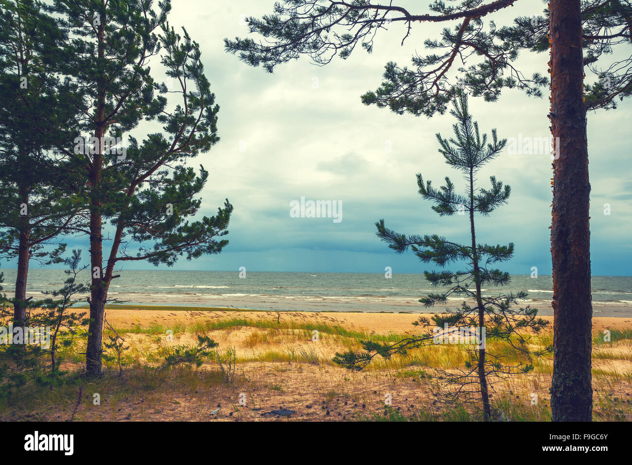 Pine trees on the beach Stock Photo - Alamy